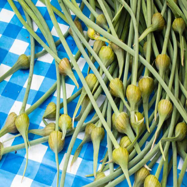 Fresh Primer: Green Garlic & Garlic Scapes | LunaCafe